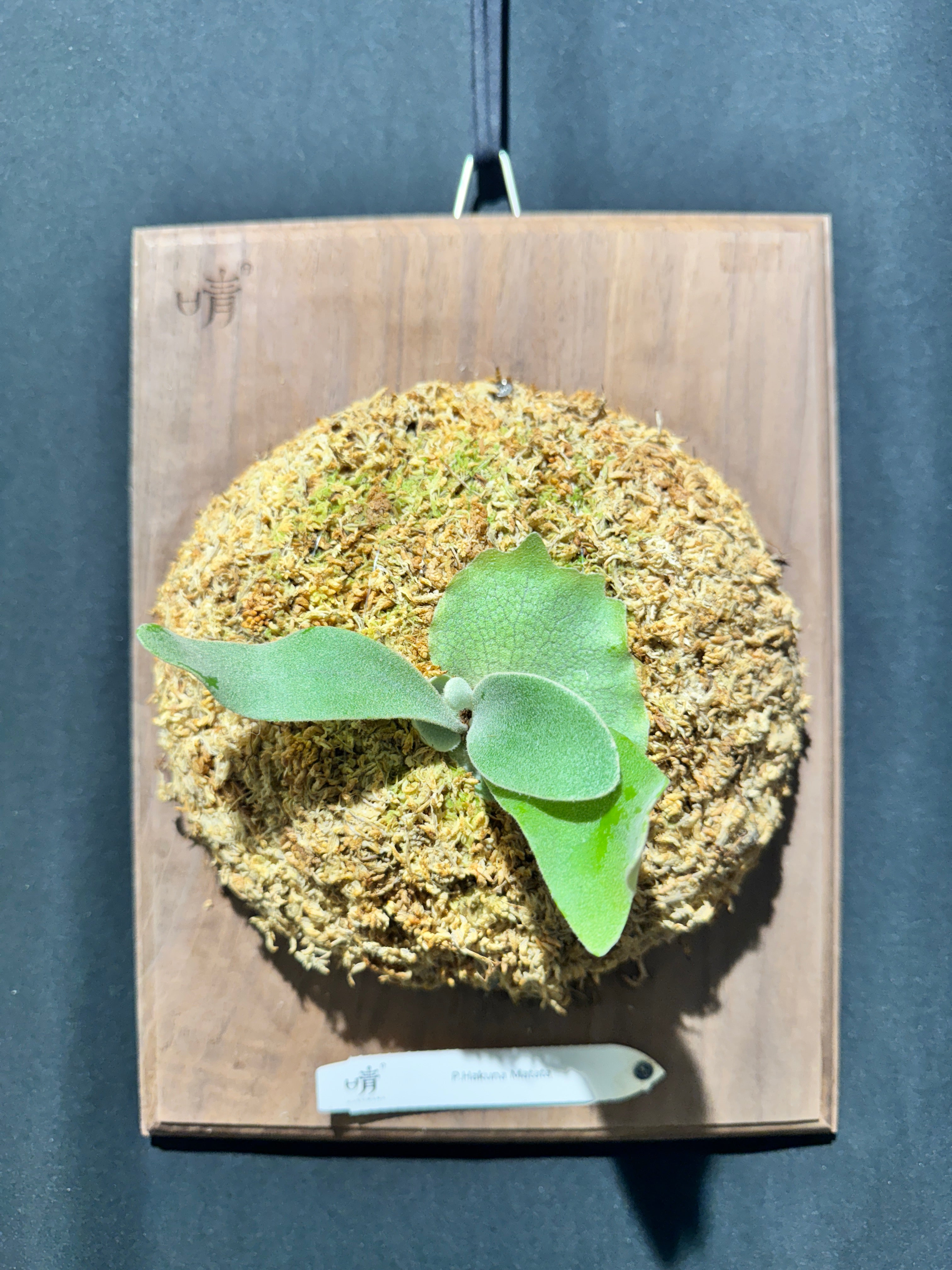 P. ‘Hakuna Matata’ -Offset from Mother Plant - HM -01 – Haruhana